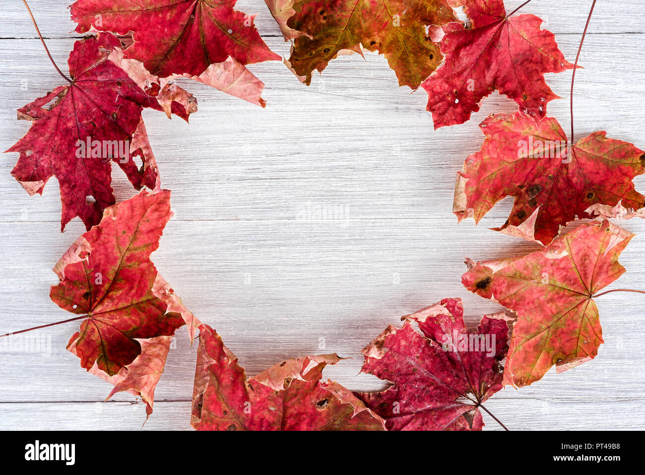 Arch frame border leaves leaf hi-res stock photography and images - Alamy