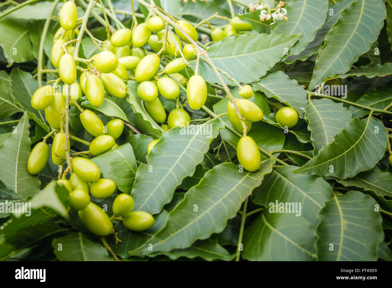Medicinal neem leaves with fruits close up Stock Photo - Alamy