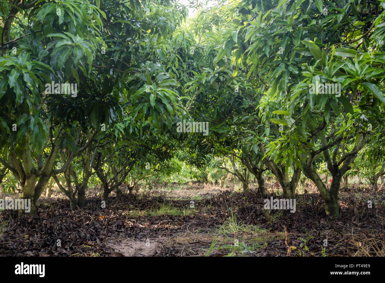 mango field of a flowering in tropical country. agricultural concept ...