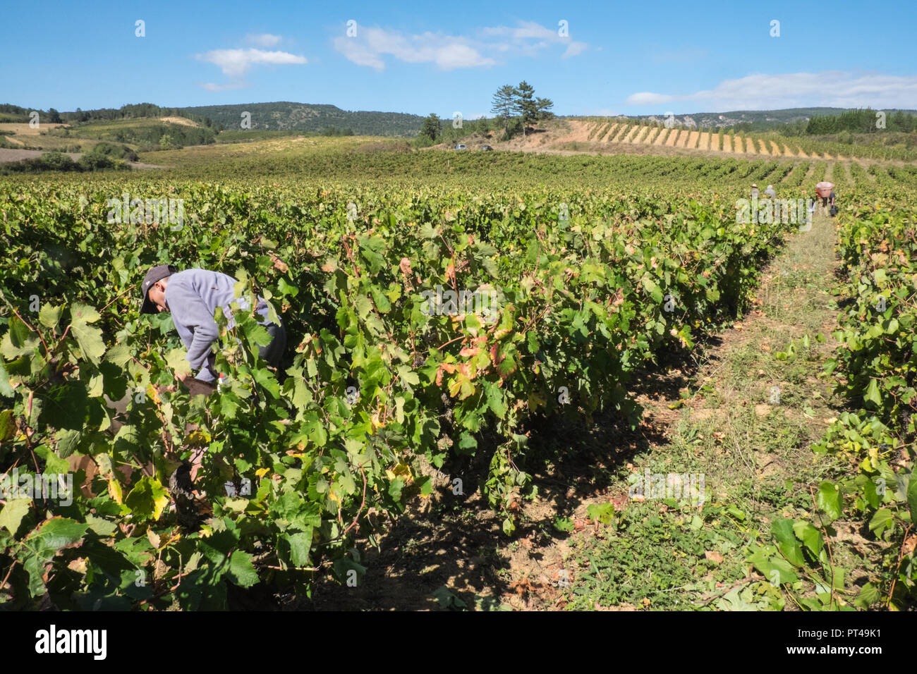 Last French harvest before Brexit.The UK buys up to a third of French ...