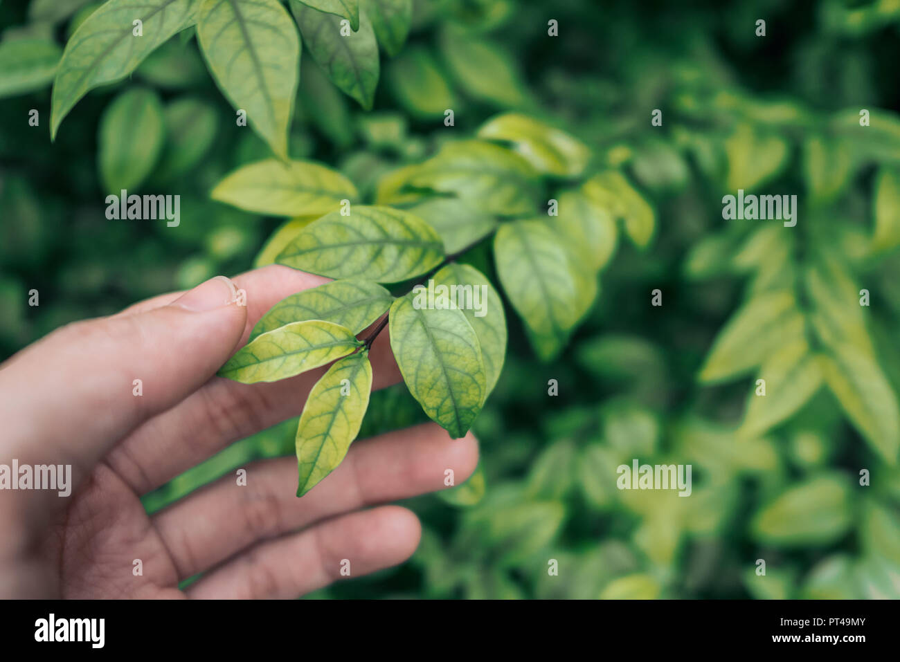 Leaves and Hand Stock Photo - Alamy