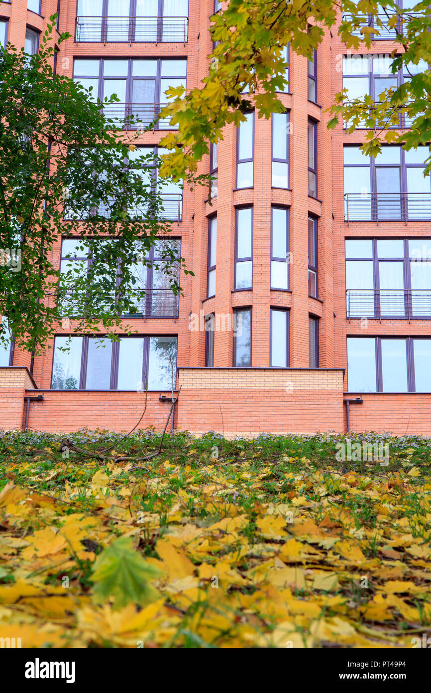 Trees and yellow fallen leaves on the ground in autumn with modern ...