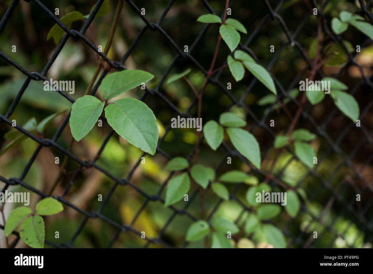 Ivy on steel fence Stock Photo - Alamy