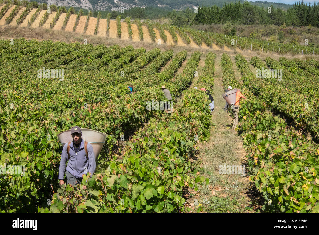 Last French harvest before Brexit.The UK buys up to a third of French ...
