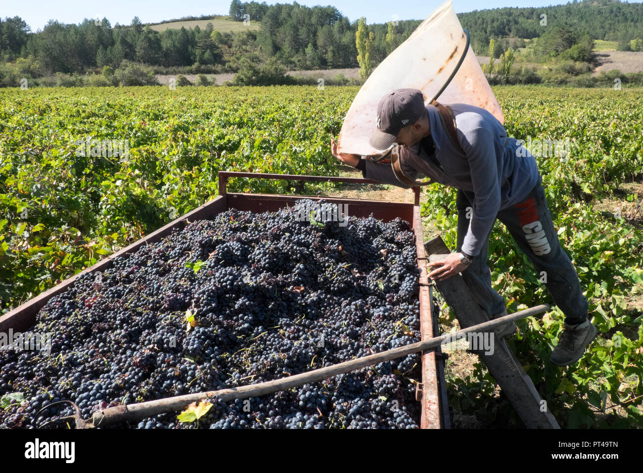 Last French harvest before Brexit.The UK buys up to a third of French ...