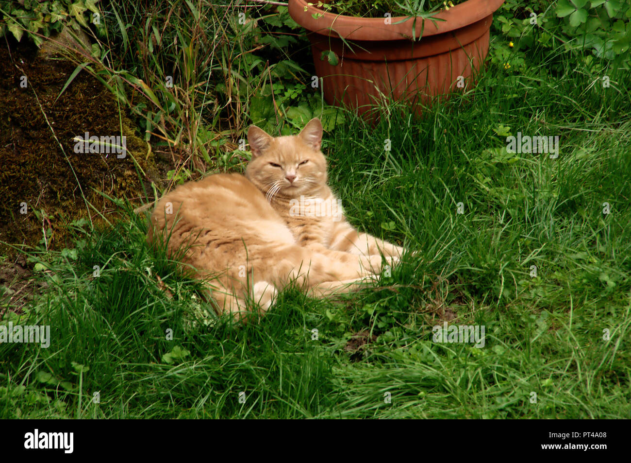Ginger tomcat resting on lawn in Swiss cottage garden Stock Photo - Alamy