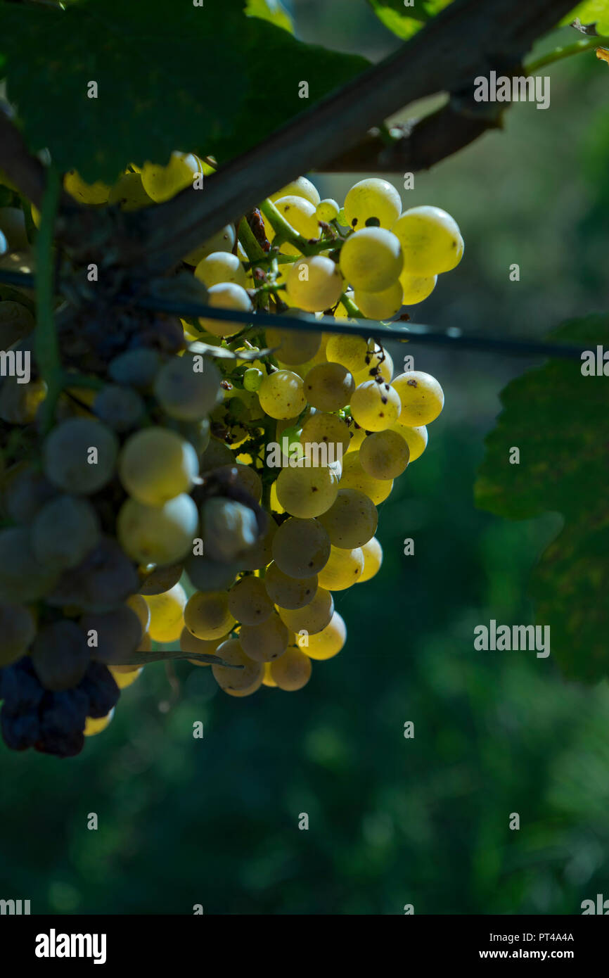 Local varieties of grapes in the renowned Shumi winery in the Kakheti ...