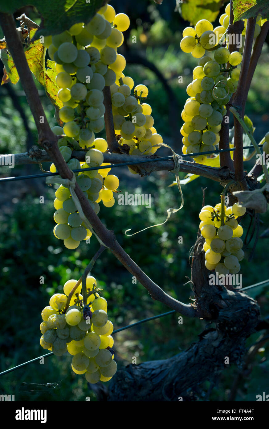 Local varieties of grapes in the renowned Shumi winery in the Kakheti ...