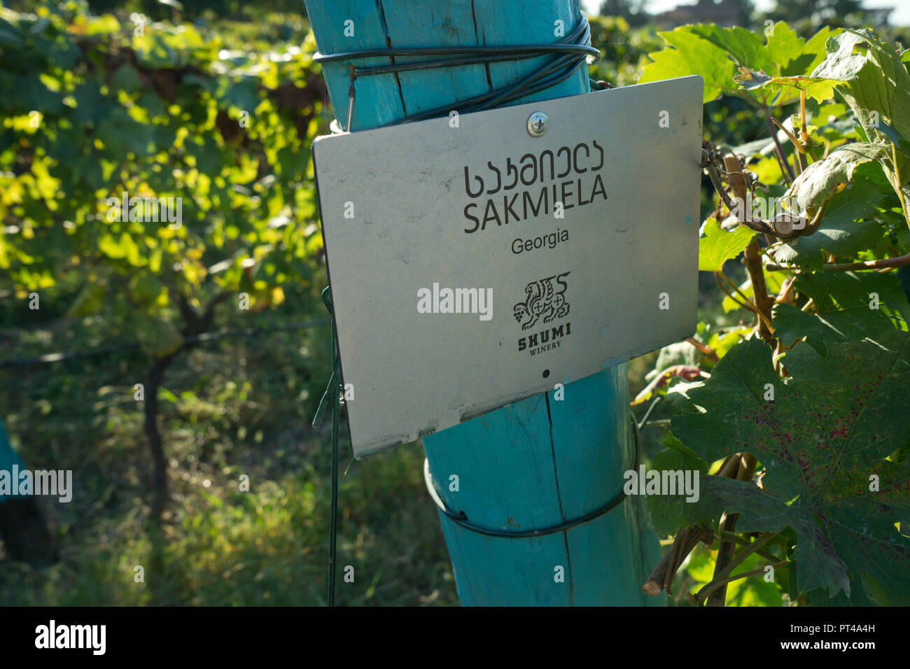 Local varieties of grapes in the renowned Shumi winery in the Kakheti ...