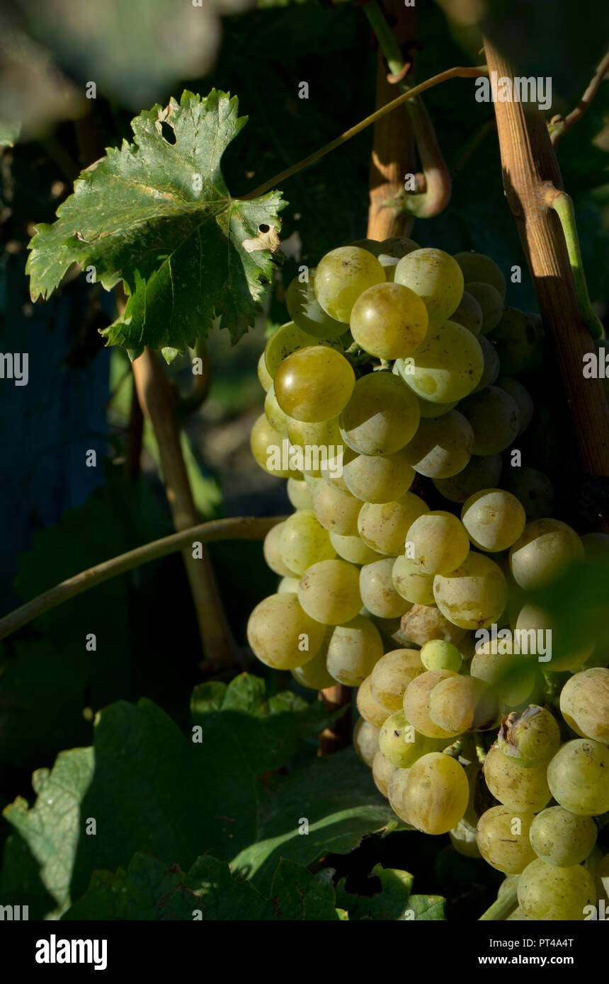 Local varieties of grapes in the renowned Shumi winery in the Kakheti ...