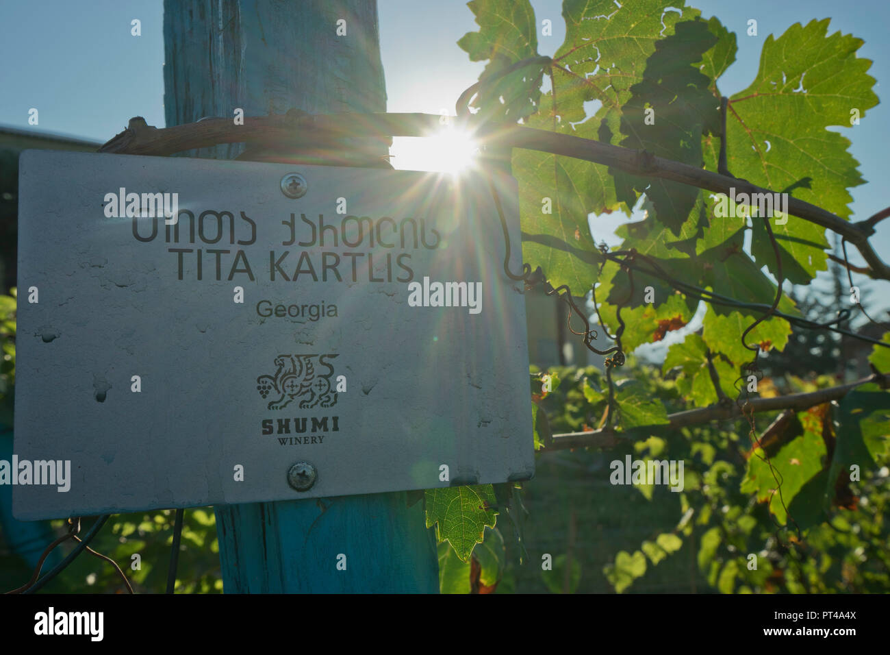 Local varieties of grapes in the renowned Shumi winery in the Kakheti ...