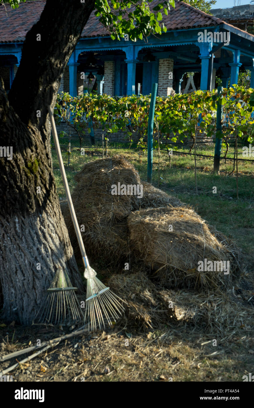 Shumi hi-res stock photography and images - Alamy