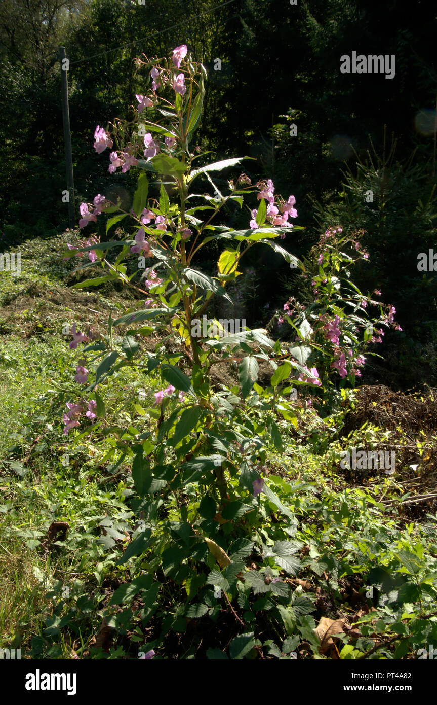 Impatiens glandulifera (himalayan balsam); invasive weed in woodlands ...