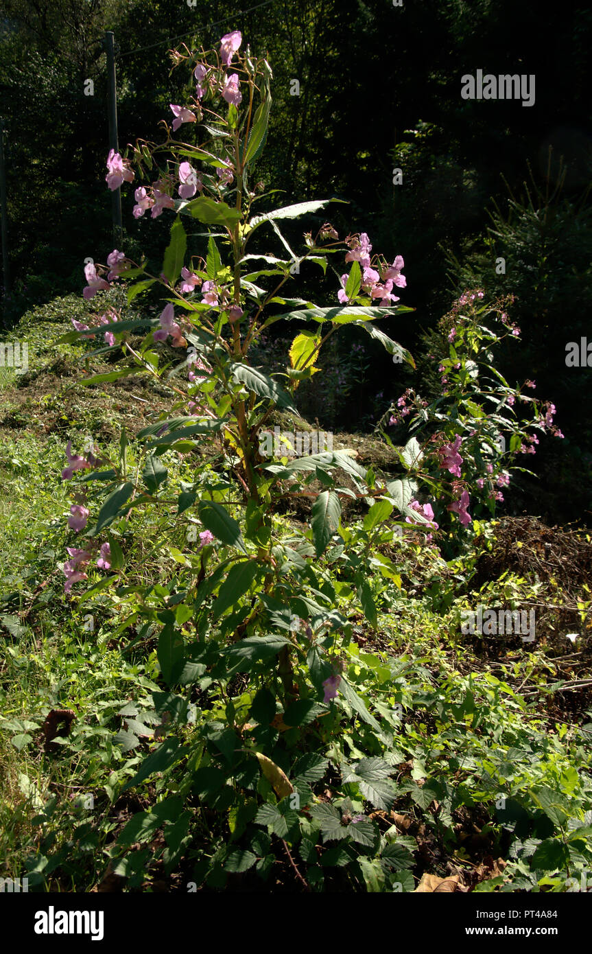 Impatiens glandulifera (himalayan balsam); invasive weed in woodlands ...