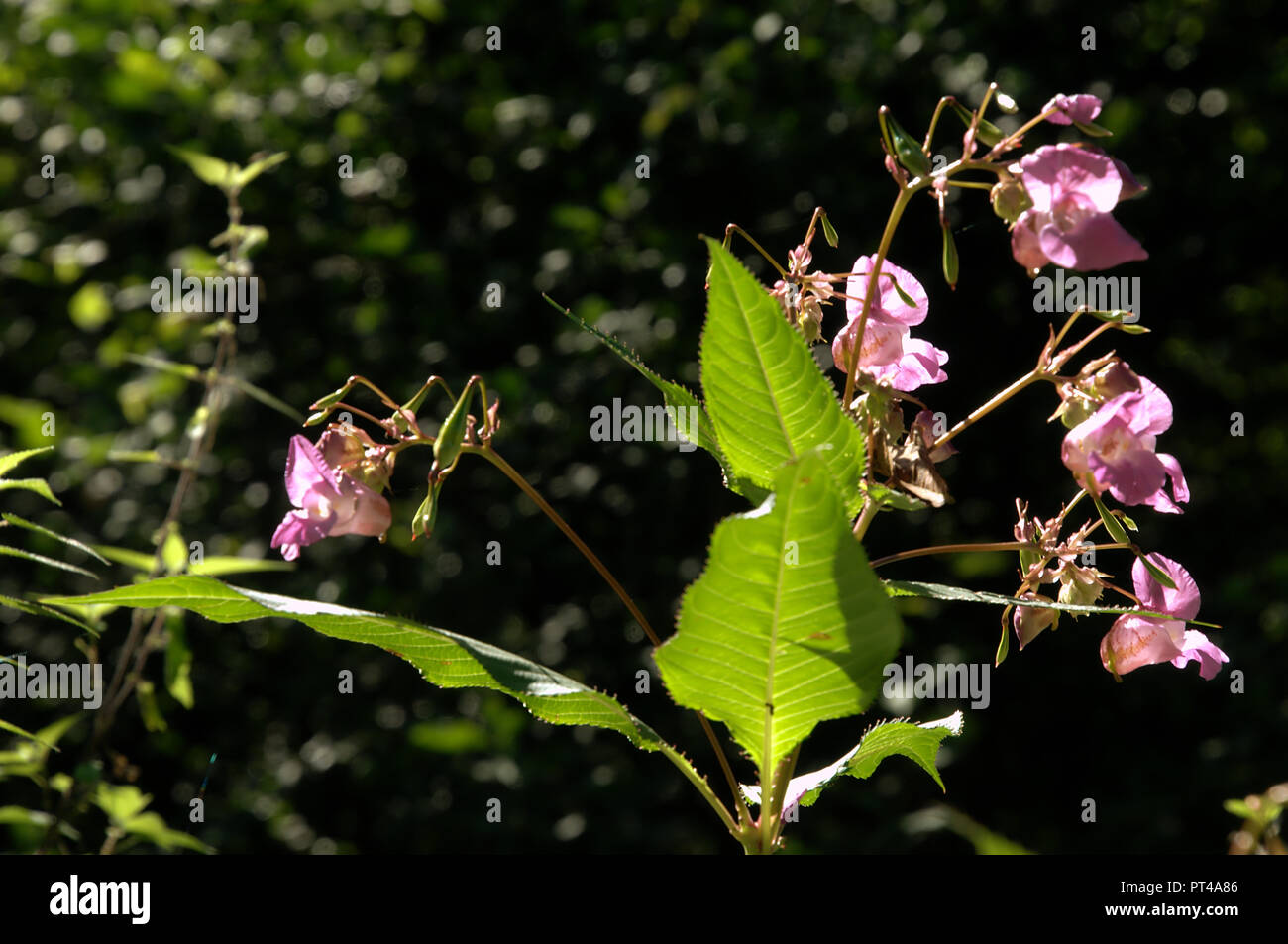 Impatiens glandulifera (himalayan balsam); invasive weed in woodlands ...