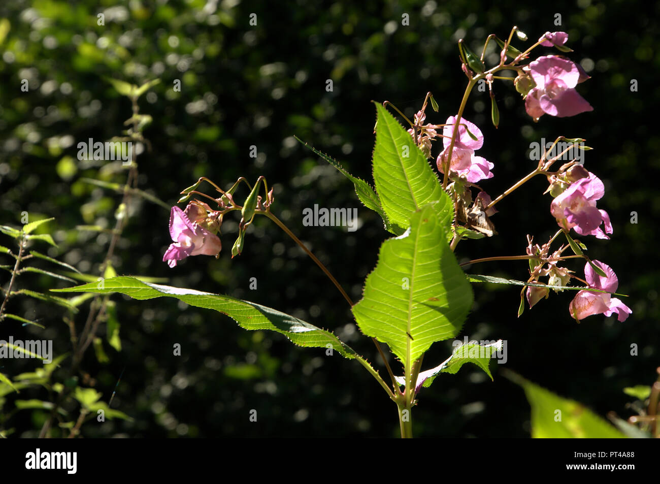 Impatiens glandulifera (himalayan balsam); invasive weed in woodlands ...
