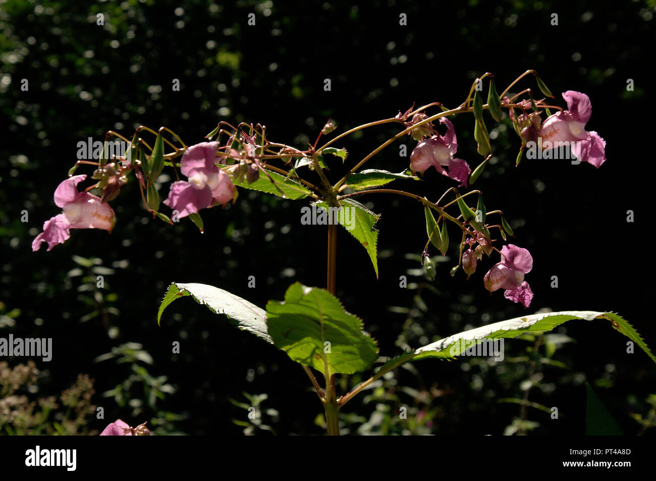 Impatiens glandulifera (himalayan balsam); invasive weed in woodlands ...