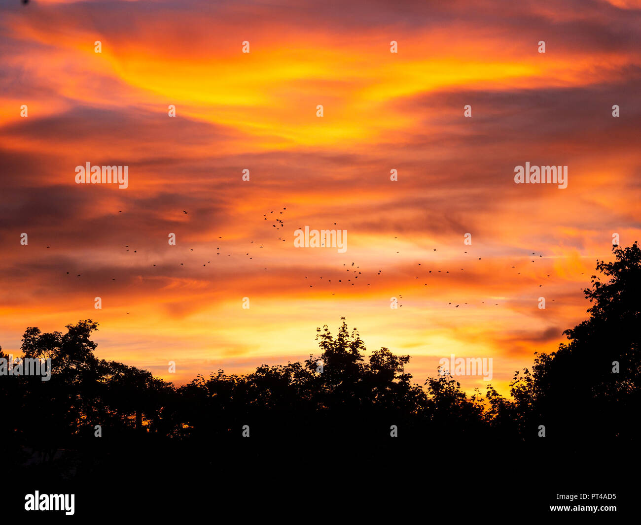 Beautiful image of birds flying during colorful sunset over trees Stock ...