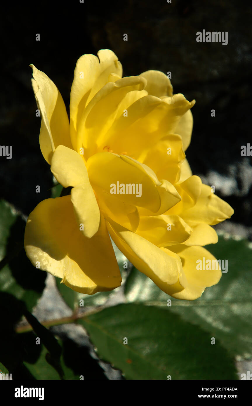 Yellow alpine rose hi-res stock photography and images - Alamy