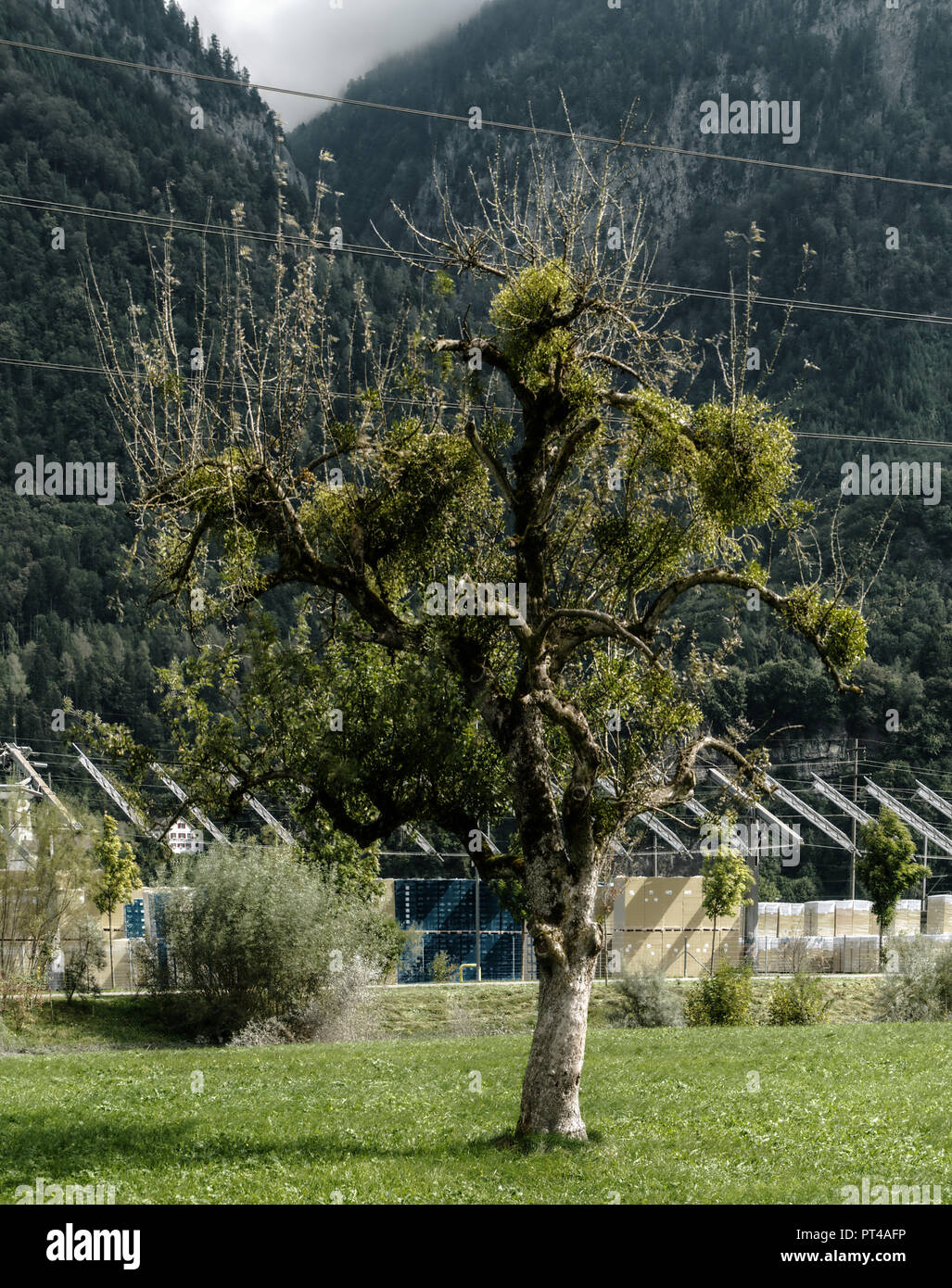 Alps alpine apple apple tree hi-res stock photography and images - Alamy