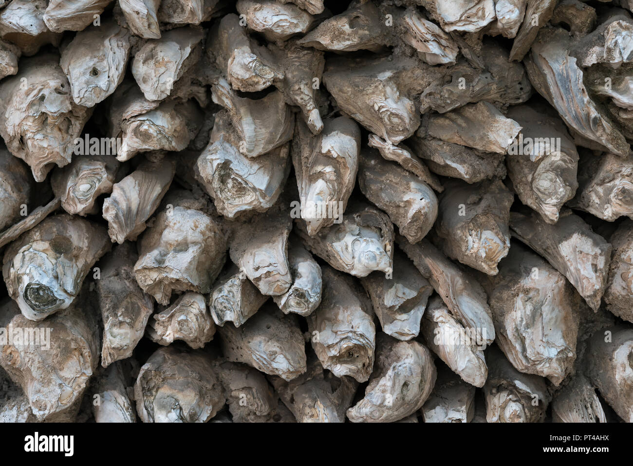 wall made of oyster shells as background and texture Stock Photo - Alamy