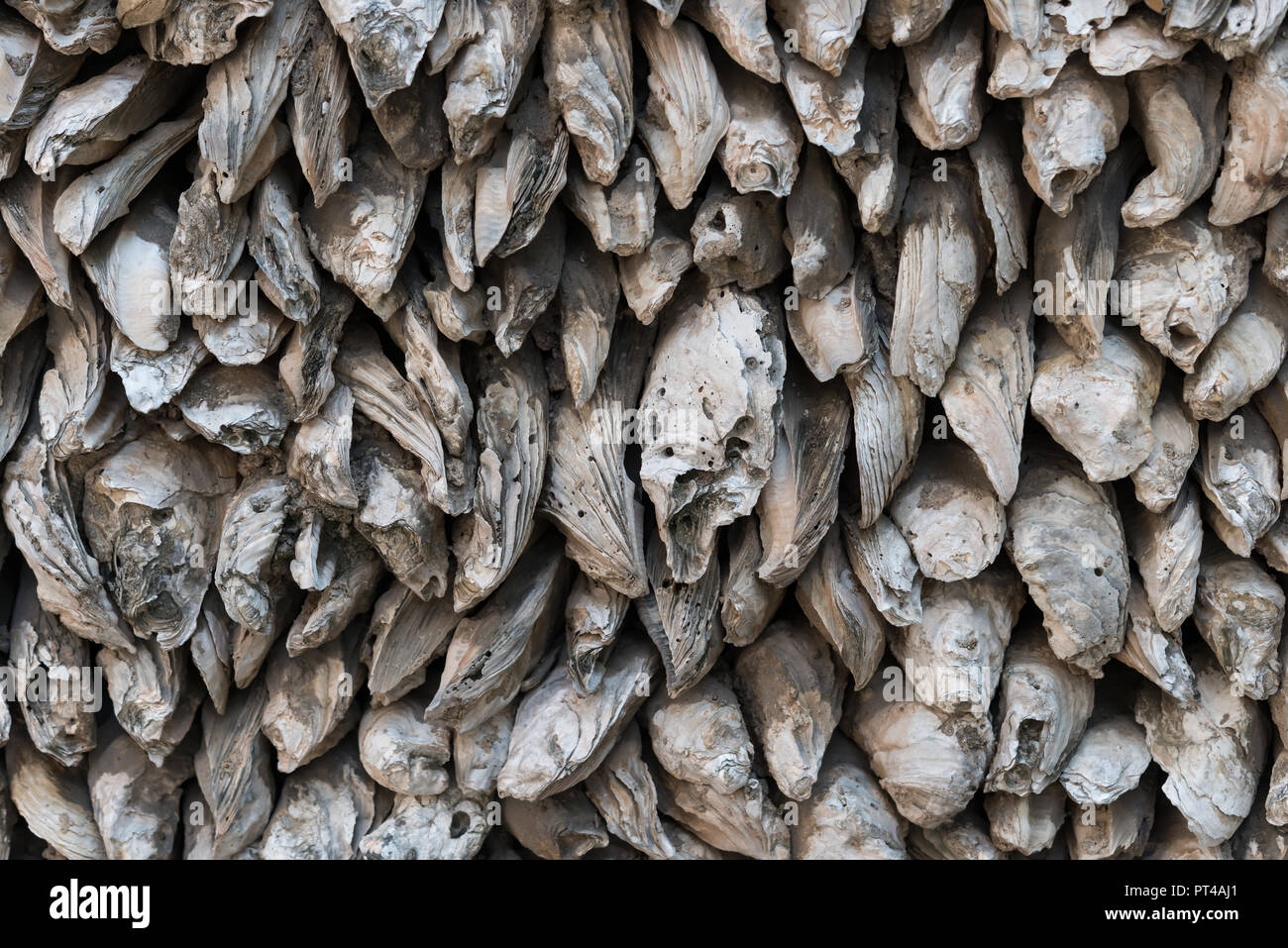 wall made of oyster shells as background and texture Stock Photo - Alamy