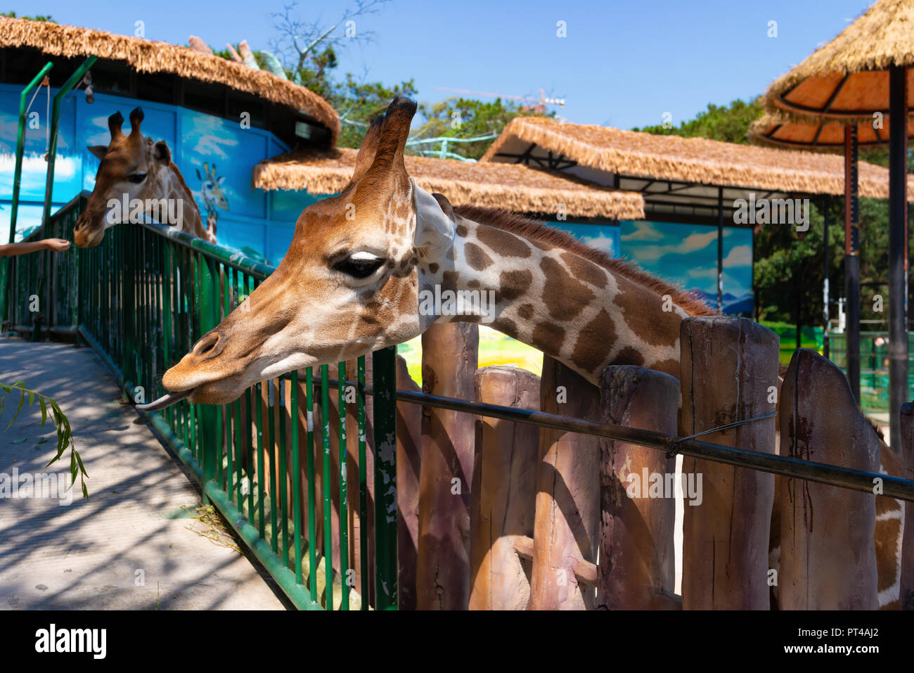 feeding giraffe in a zoo Stock Photo - Alamy