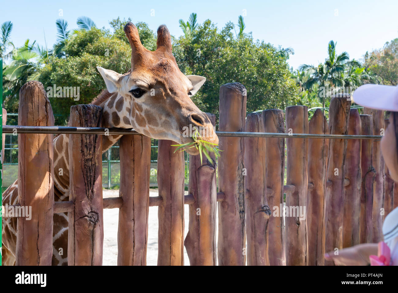 feeding giraffe in a zoo Stock Photo - Alamy