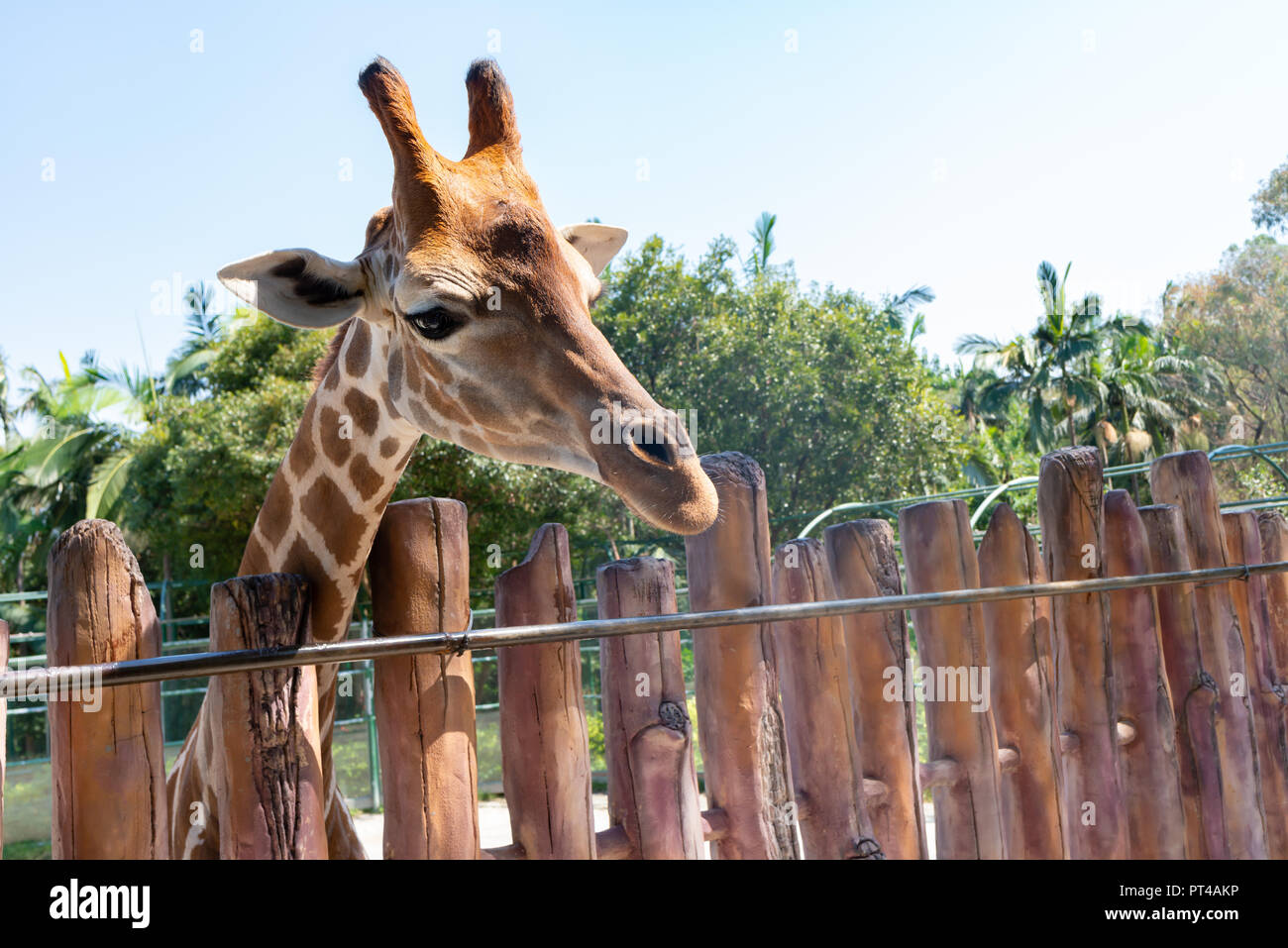 feeding giraffe in a zoo Stock Photo - Alamy