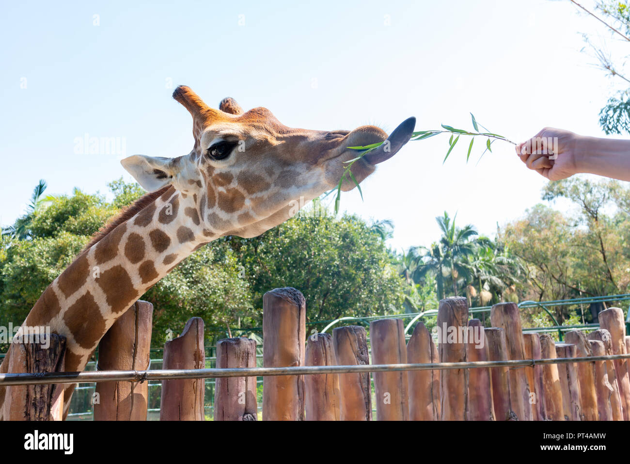 feeding giraffe in a zoo Stock Photo - Alamy