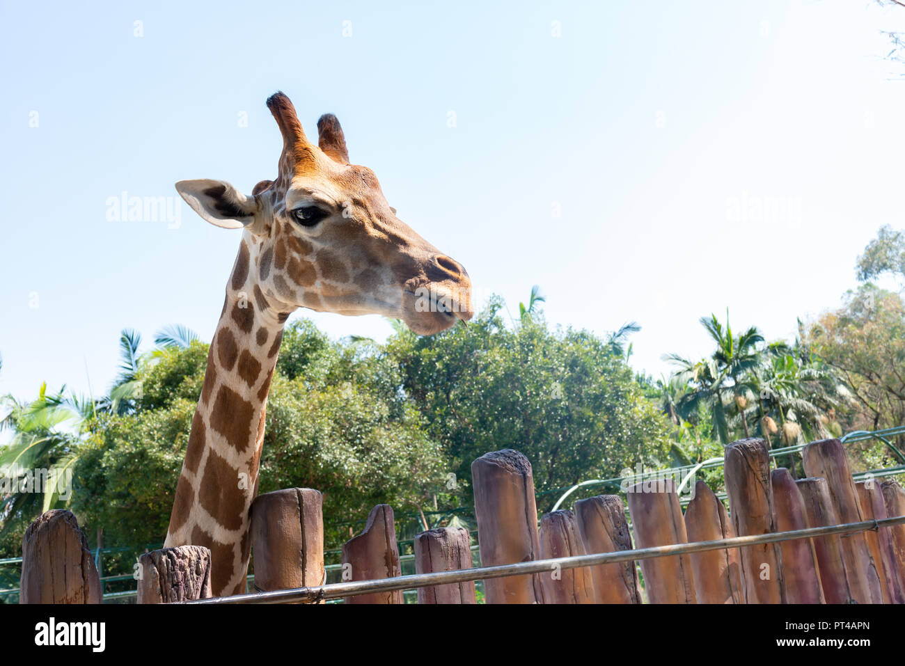feeding giraffe in a zoo Stock Photo - Alamy