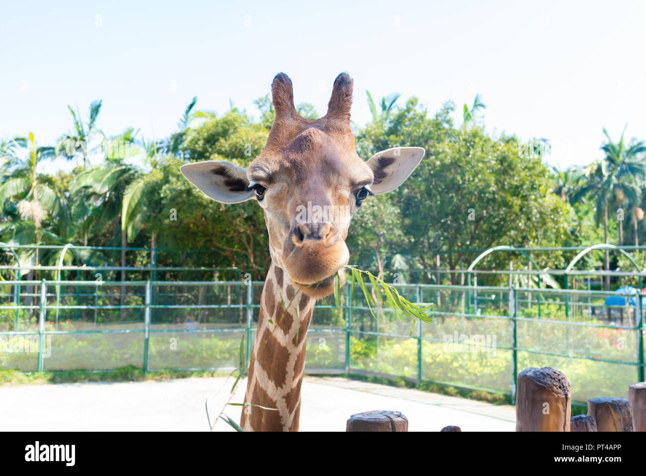 feeding giraffe in a zoo Stock Photo - Alamy