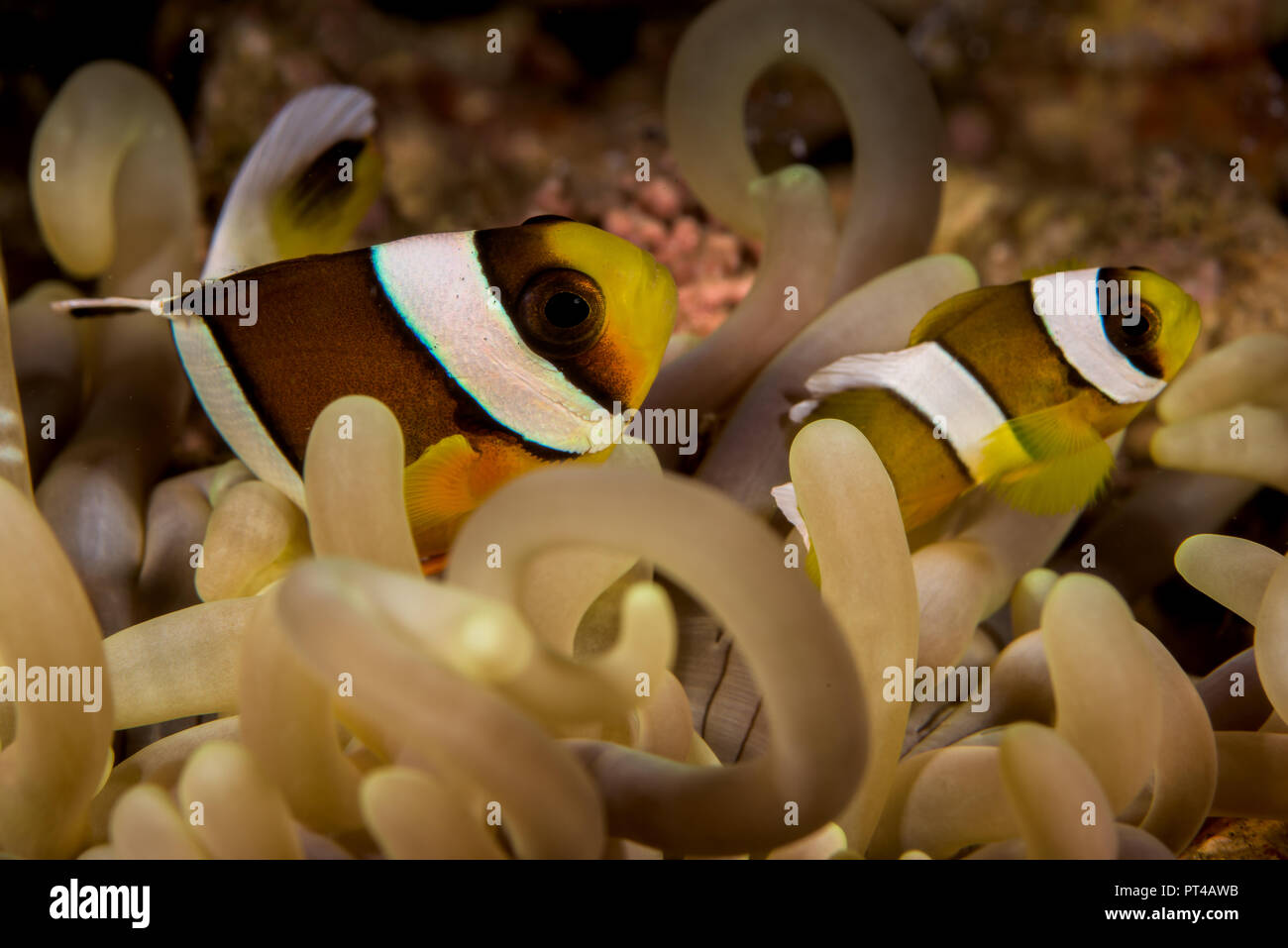 Sebae clownfish hi-res stock photography and images - Alamy