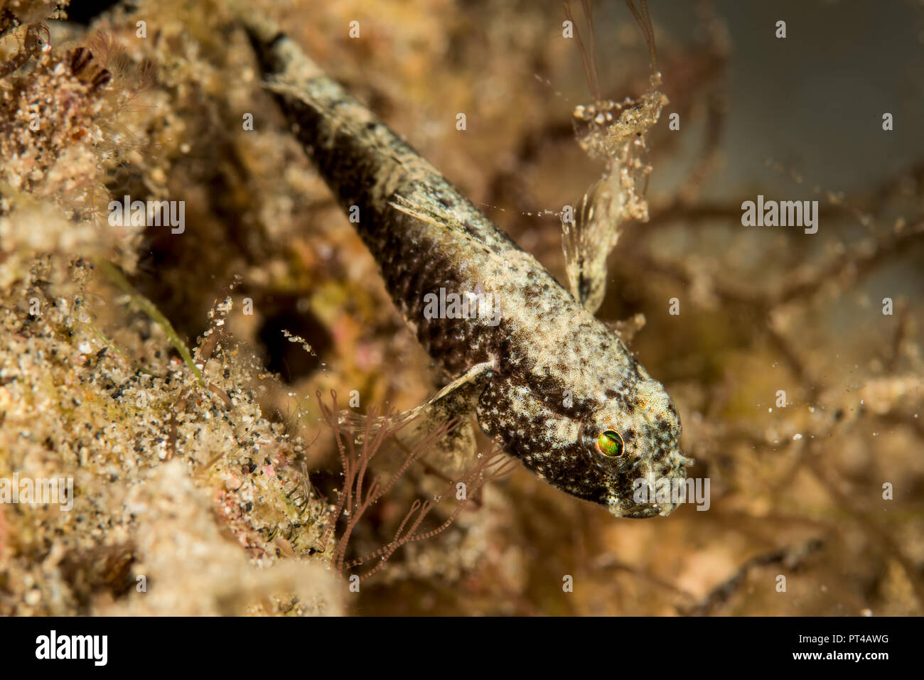 Dwarfgoby hi-res stock photography and images - Alamy