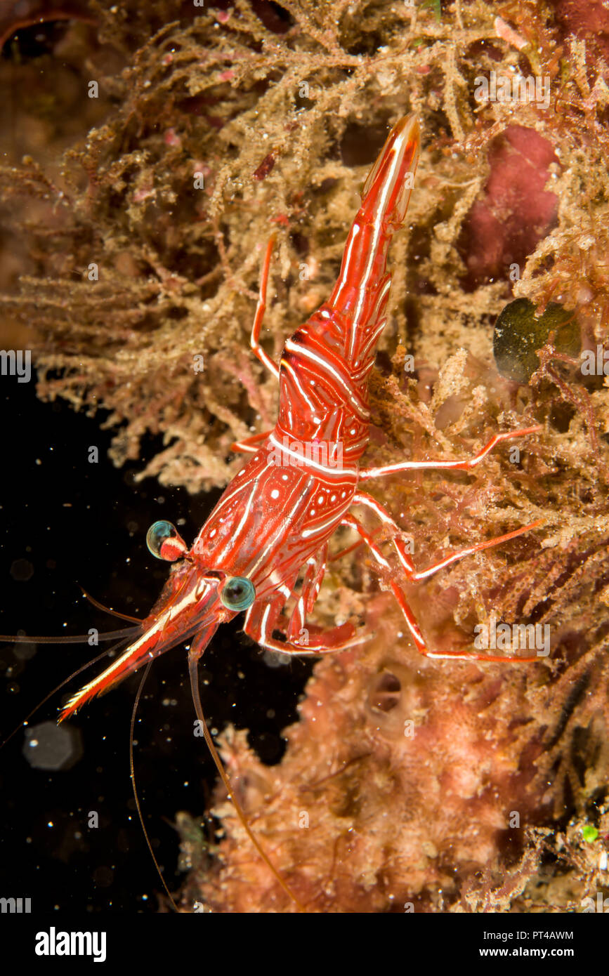 Dancing shrimp hi-res stock photography and images - Alamy