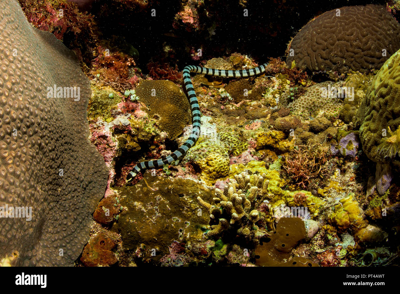 Striped sea snake hi-res stock photography and images - Alamy