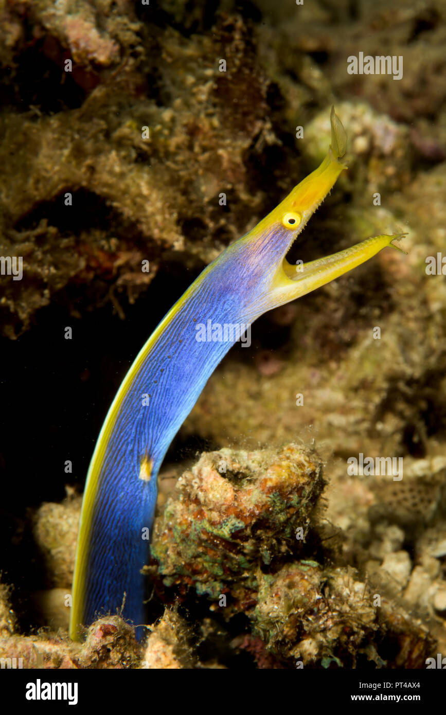 Blue and yellow ribbon eel hi-res stock photography and images - Alamy
