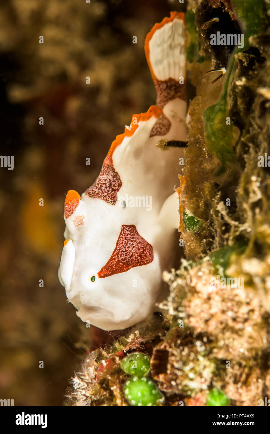 White frogfish hi-res stock photography and images - Alamy
