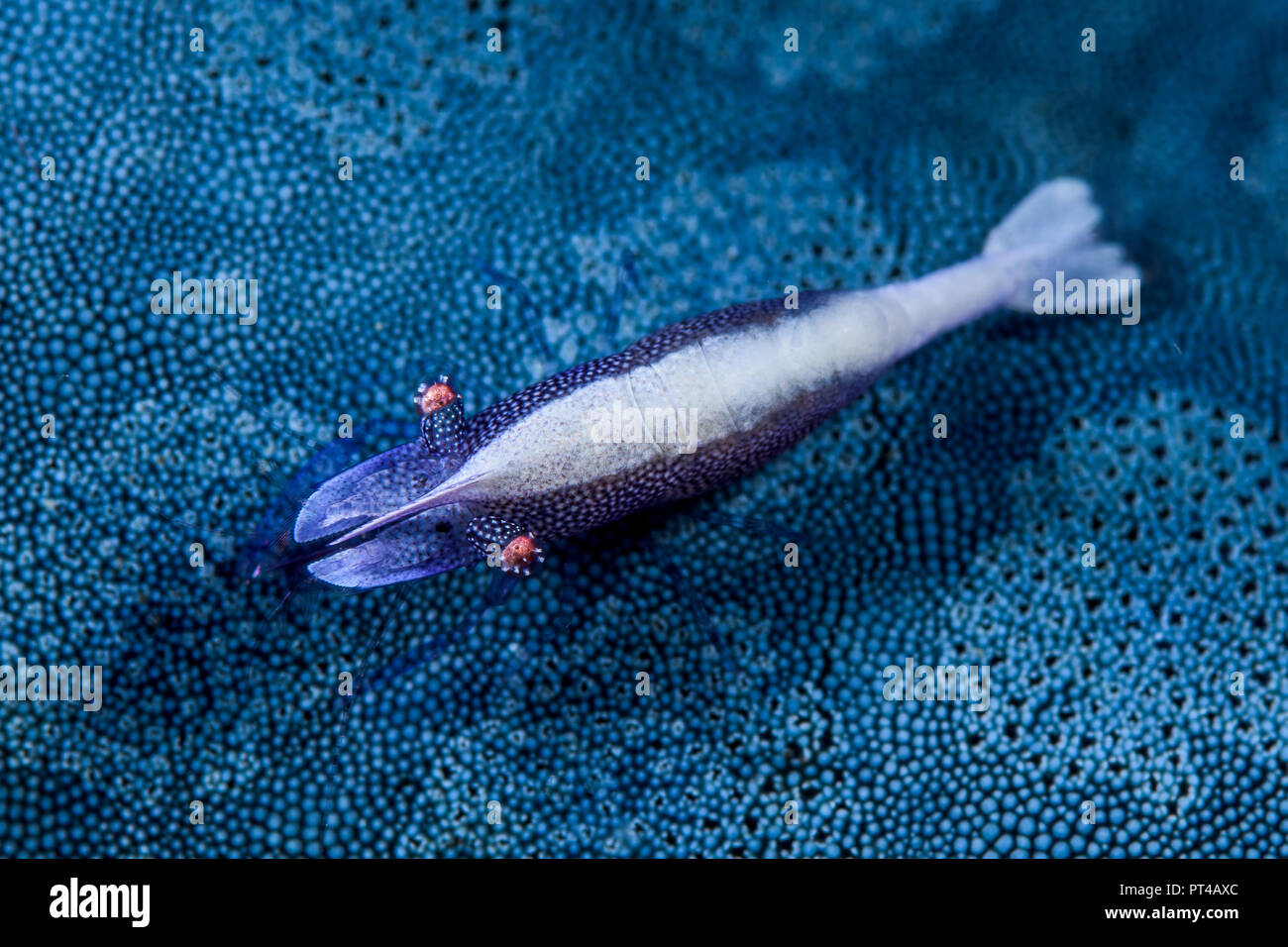 White Dragon Knife Fish