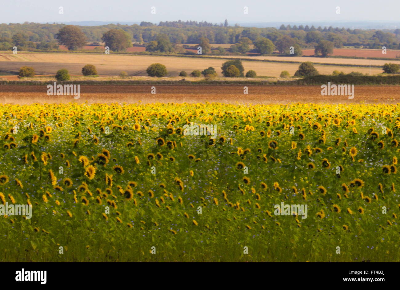 October sunflower hi-res stock photography and images - Alamy