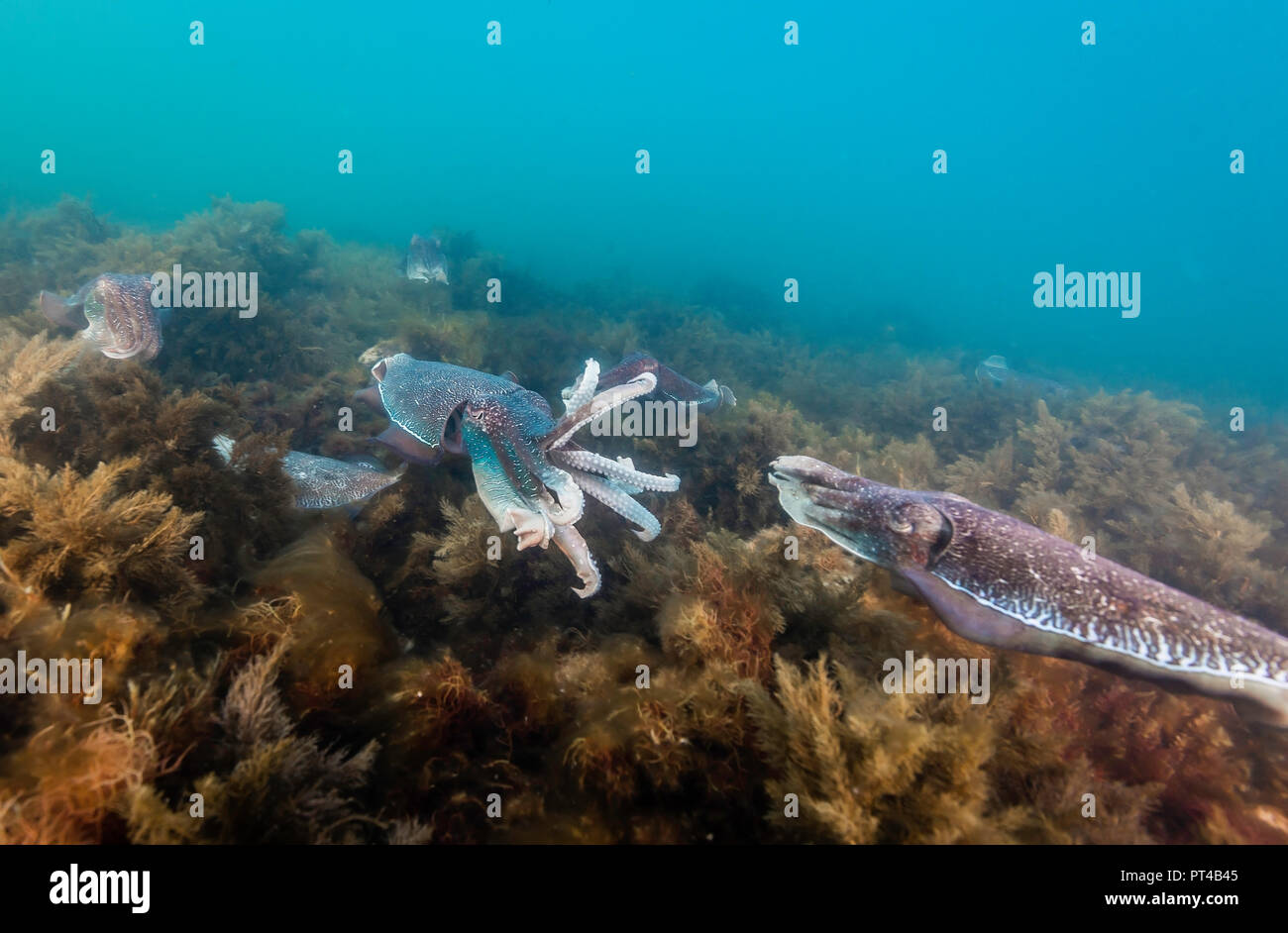 Male Australian giant cuttlefish fighting during the annual mating and ...