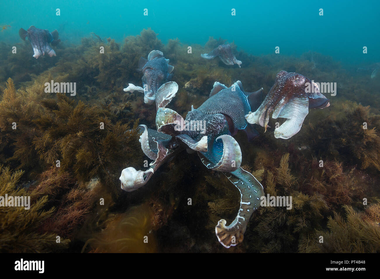Giant australian cuttlefish hi-res stock photography and images - Alamy