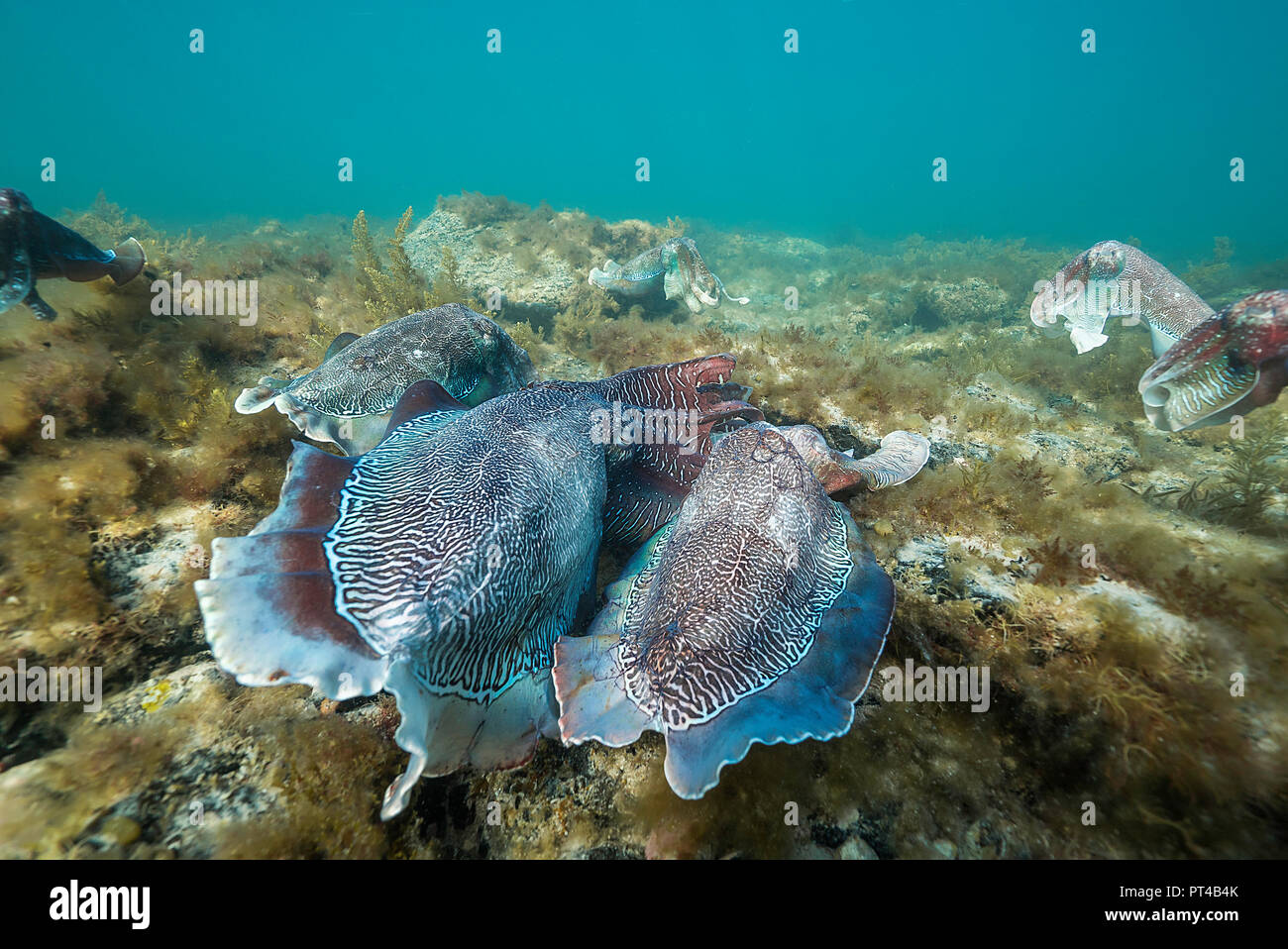 Male Australian giant cuttlefish protecting his female as she tries to ...
