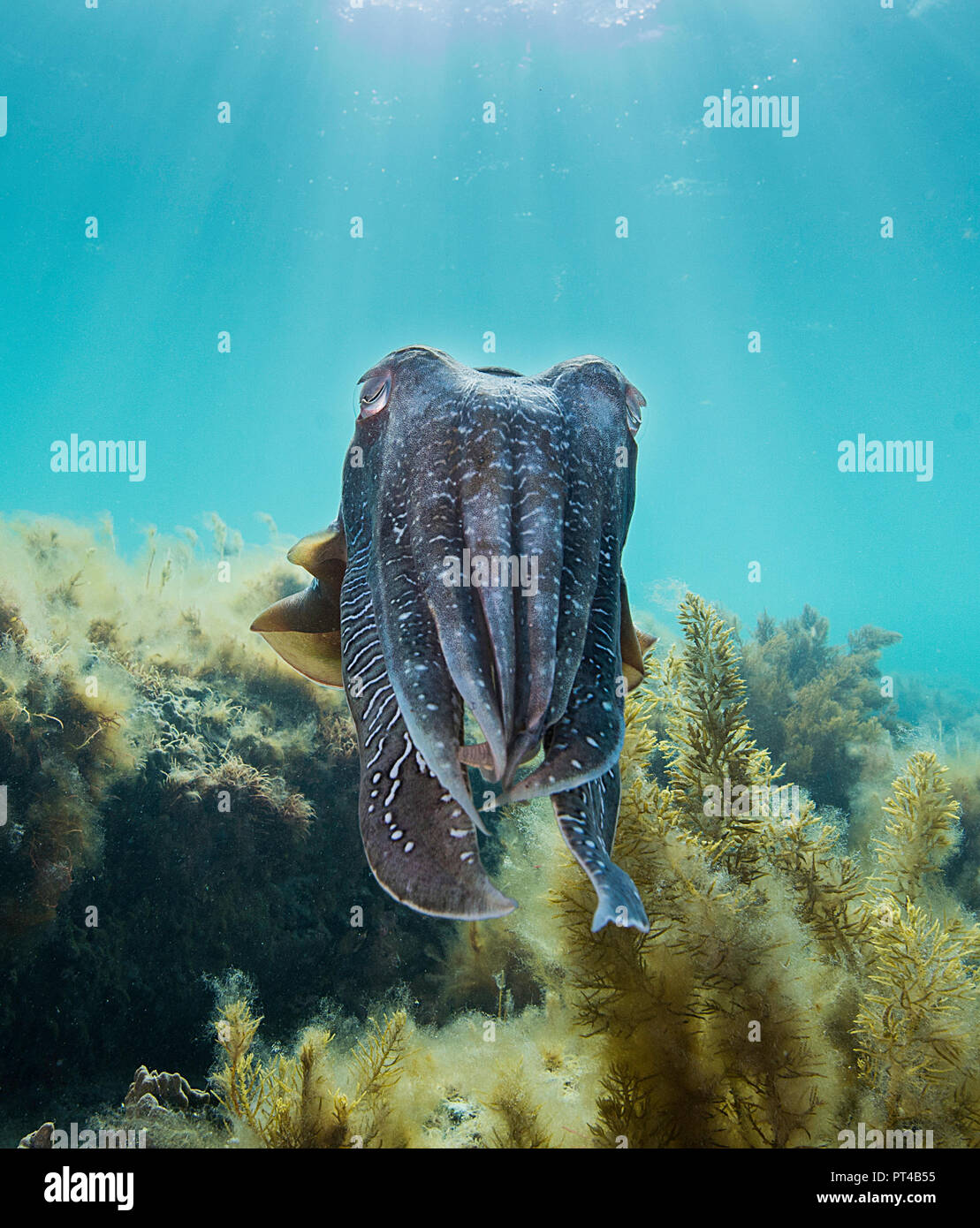 Australian Giant Cuttlefish