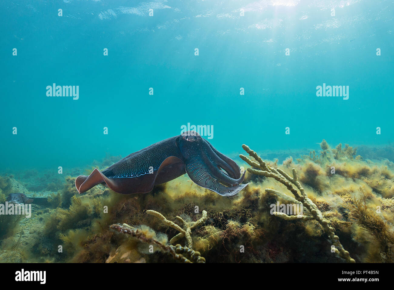 Australian giant cuttlefish during the annual mating and migration ...