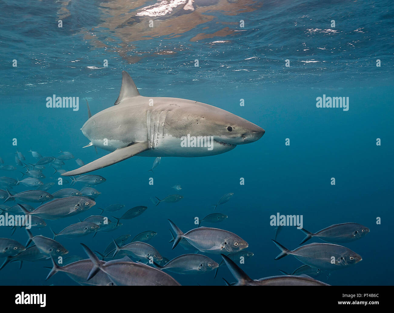 School shark hi-res stock photography and images - Alamy