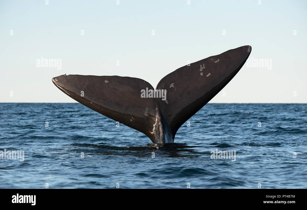 Southern right whale tail fluke Stock Photo - Alamy