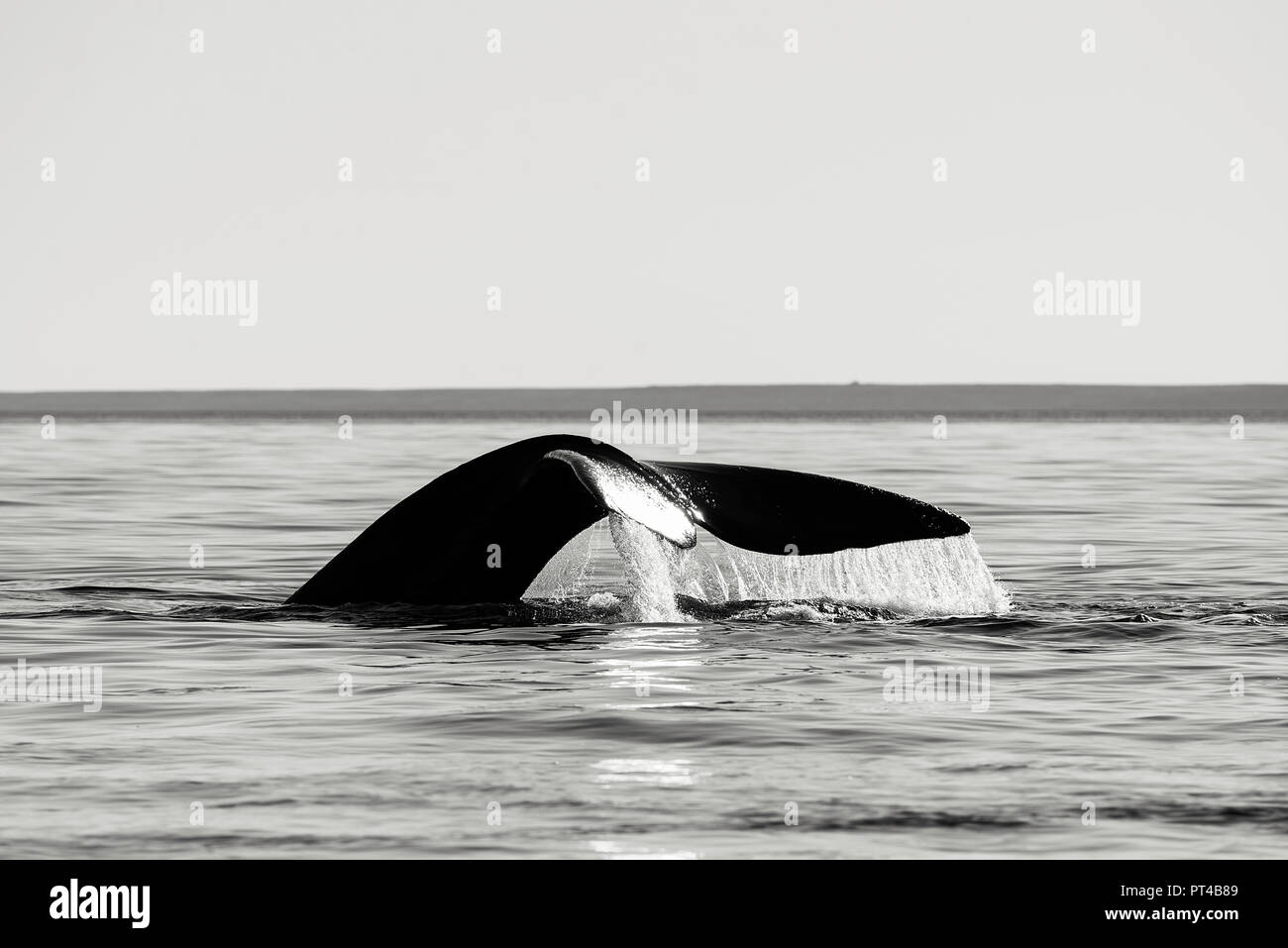 Southern right whale tail fluke Stock Photo - Alamy
