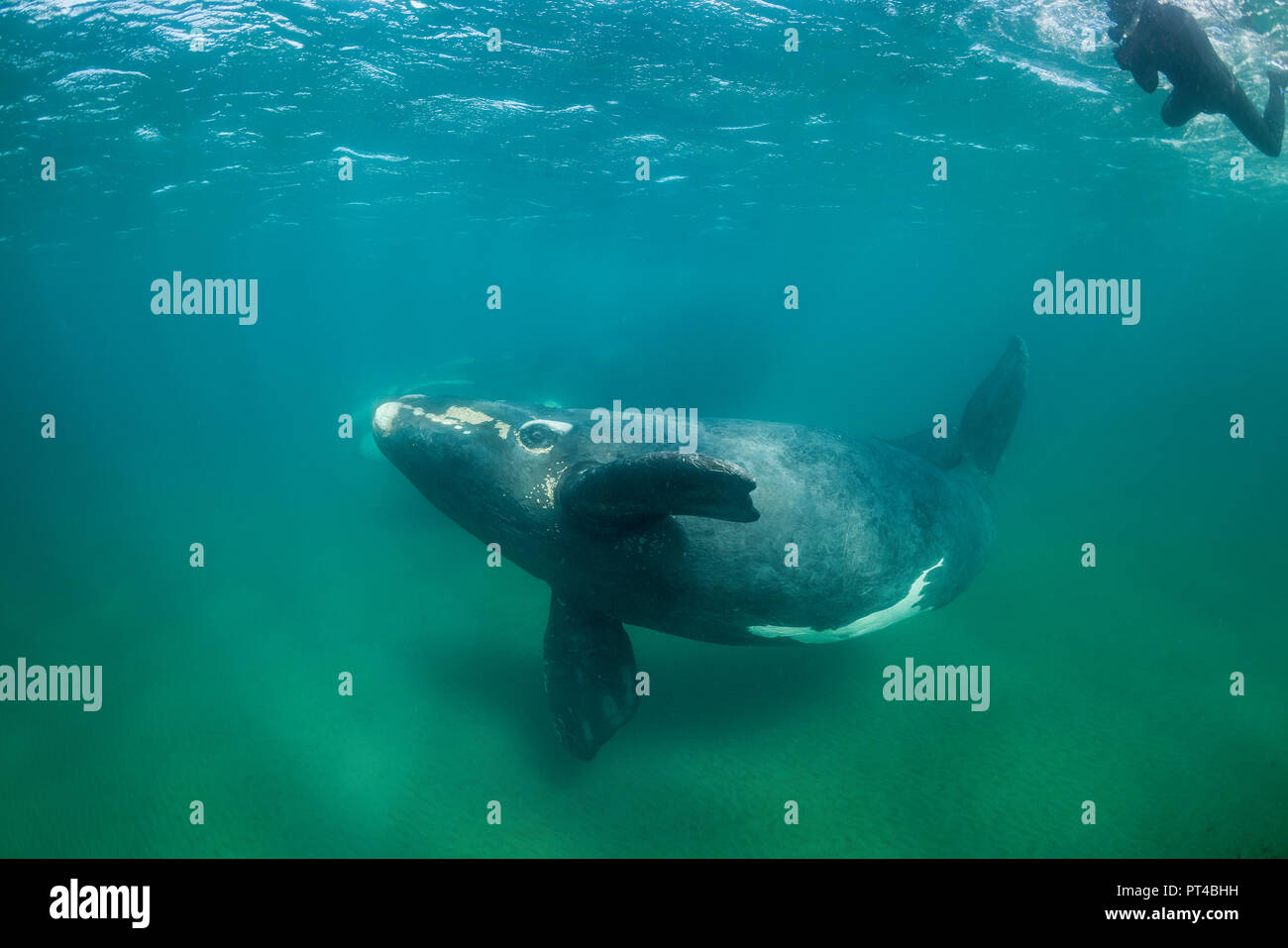 Southern Right Whale National Geographic