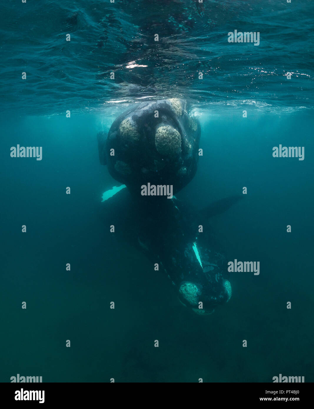 Humpback whales underwater southern ocean hi-res stock photography and ...